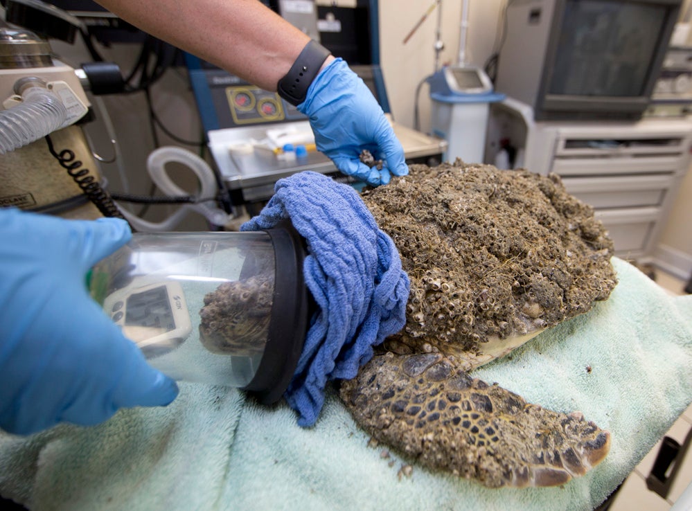 22 Malnourished Sea Turtles Transferred To Florida Keys Turtle Hospital ...
