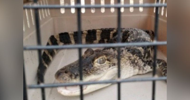 Nearly 4-Foot-Long Alligator Found During Police Raid - Good Day Sacramento