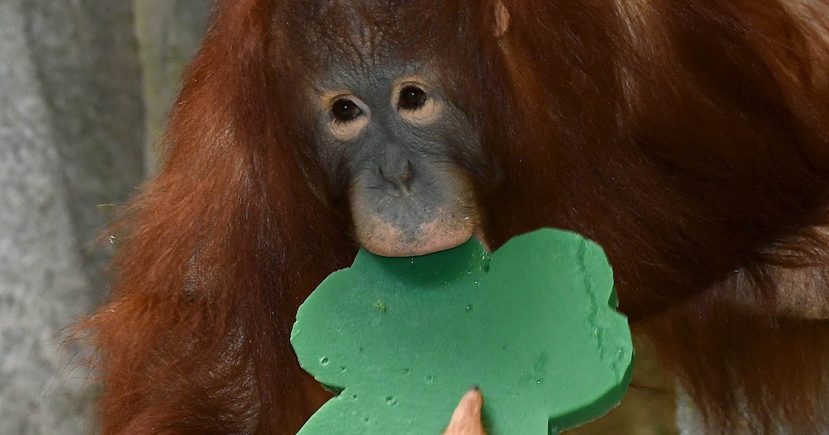 Adorable Seals, Orangutans And Kangaroos Enjoy Homemade St. Patrick's ...
