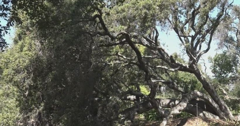 Pasadena Woman To Save 400-Year-Old Oak Tree That Fell In Her Yard ...