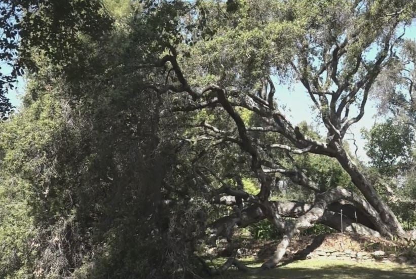 Pasadena Woman To Save 400-Year-Old Oak Tree That Fell In Her Yard ...