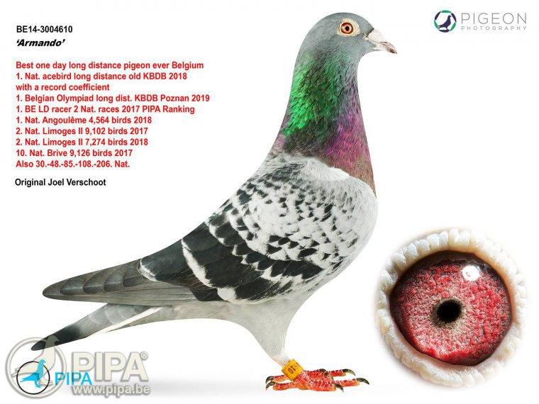 Armando the racing pigeon purchased from Belgium breeder for record 1.4 ...