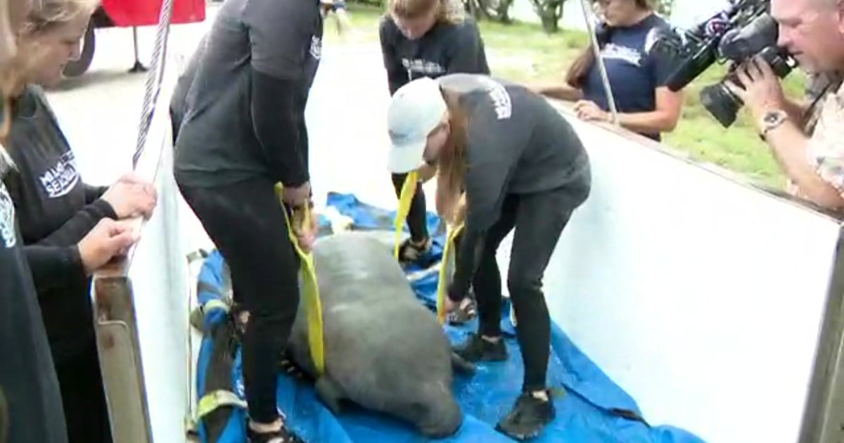 Manatee Rescued After Being Injured By Boat Is Released Back Into Wild ...