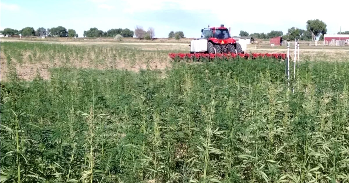 Hemp Industry's Momentum Reflected At This Year's Colorado Ag Day - CBS ...