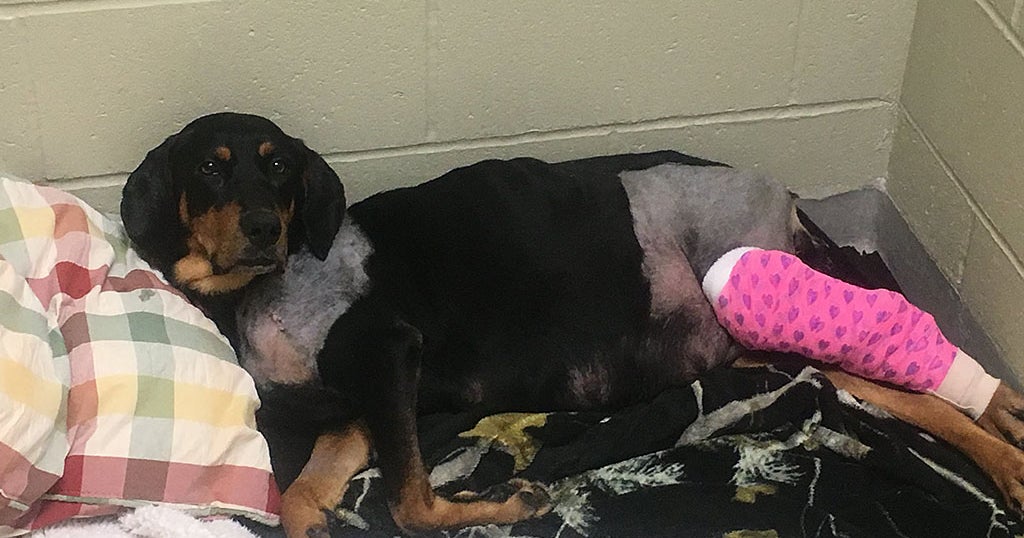 Pepper, The Dog Who Was Rescued With A Bullet In Her Leg, Has Delivered ...