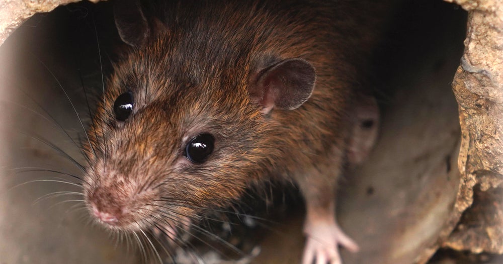 Smugglers Used Rats To Get Drugs Into Prison - CBS Detroit