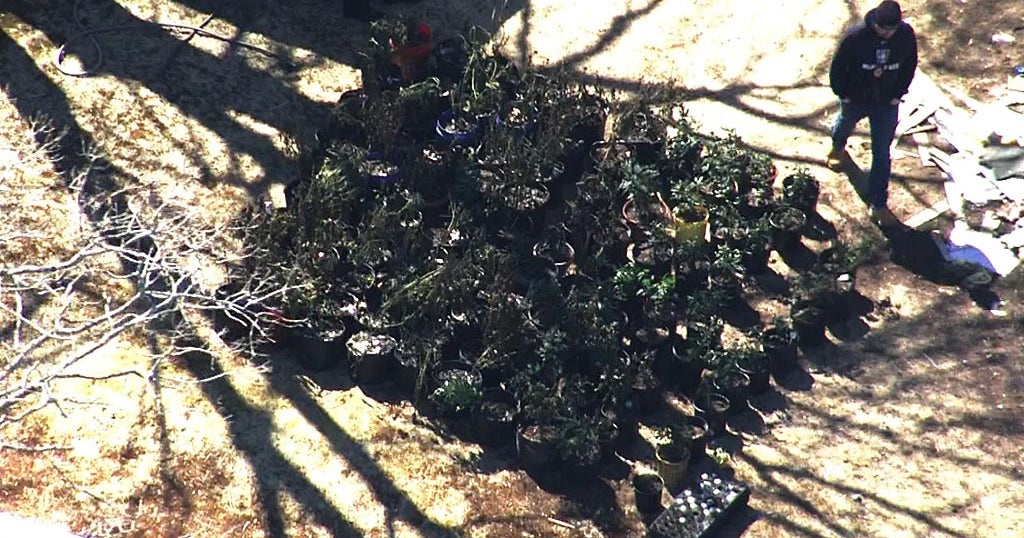 Almost 200 Marijuana Plants Pulled From Walpole Home After Fire - CBS ...