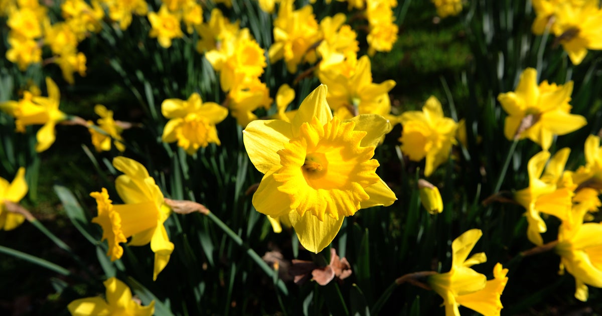 Amador County's Daffodil Hill Opens Saturday In Midst Of 'Super Bloom ...