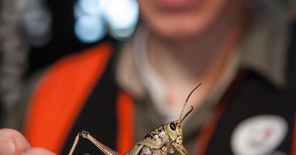 Discover Cool Bugs Coming To Insect Palooza With Norman Gerschenz Of ...