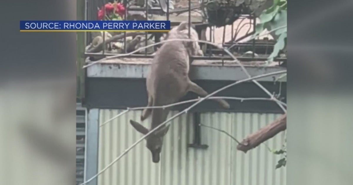 Caught On Camera: Firefighters Rescue Deer Stuck In Fence - Good Day ...