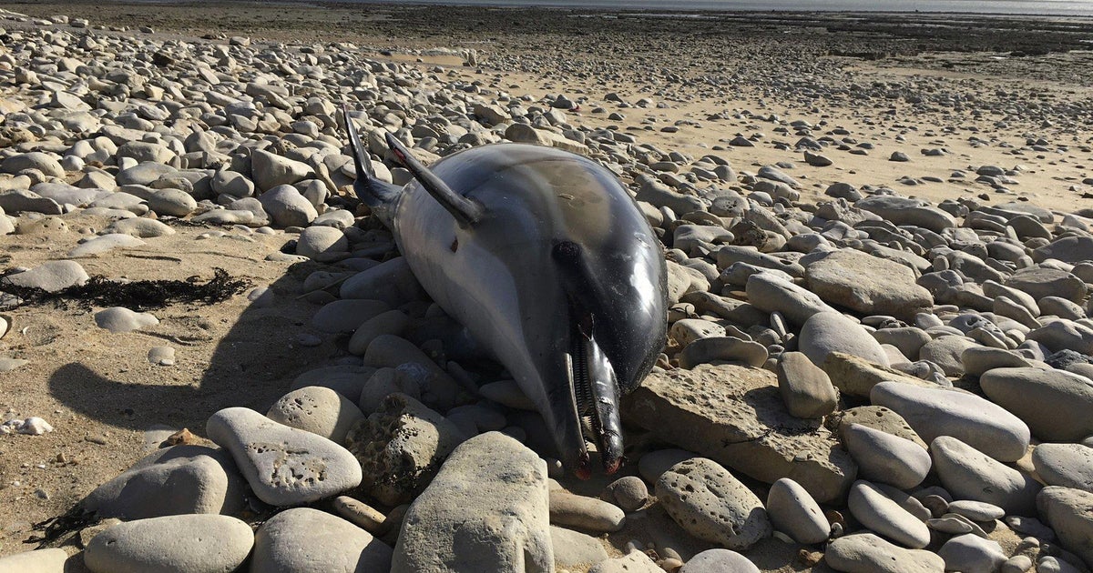 1,100 mutilated dolphins have washed up on French beaches - CBS News