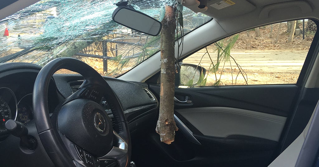 Driver Survives Close Call As Tree Branch Pierces Car Windshield - CBS ...