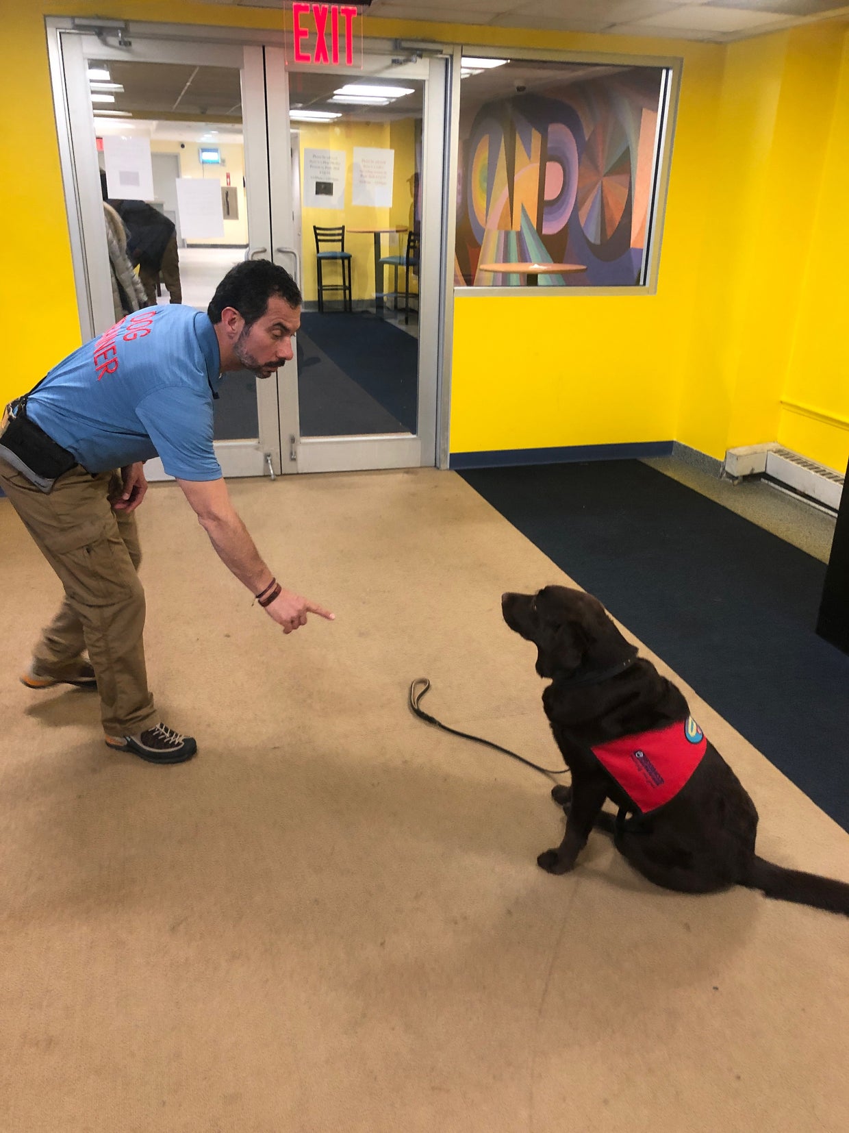 Meet Molly, The Bilingual Dog