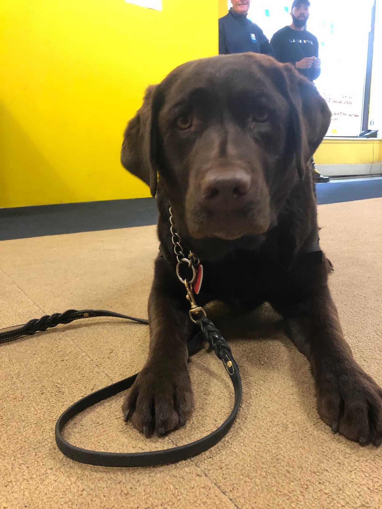 Meet Molly, The Bilingual Dog