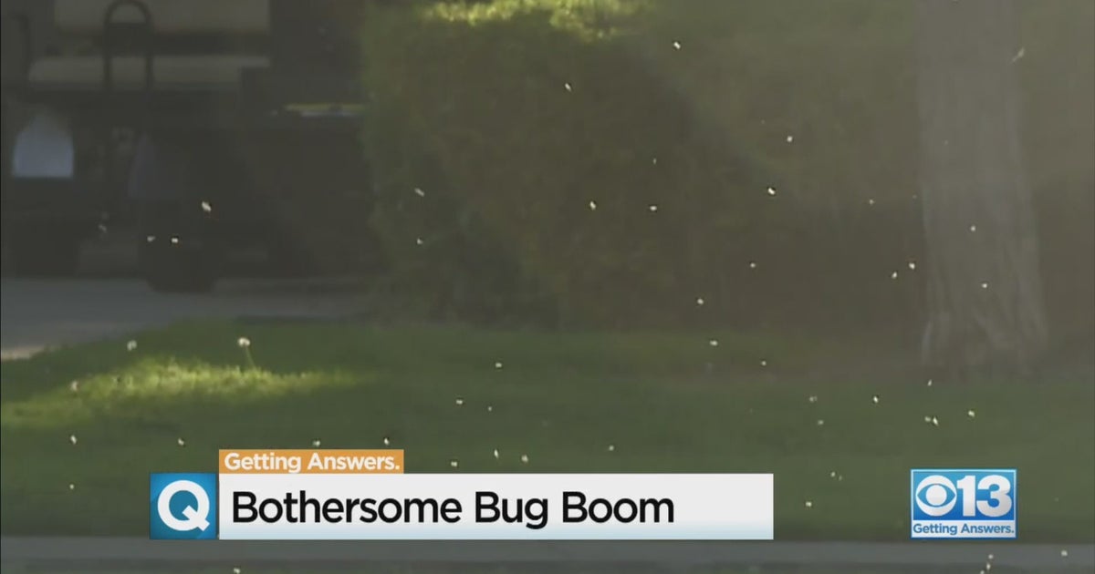 Bothersome Bug Boom In The Valley - CBS Sacramento