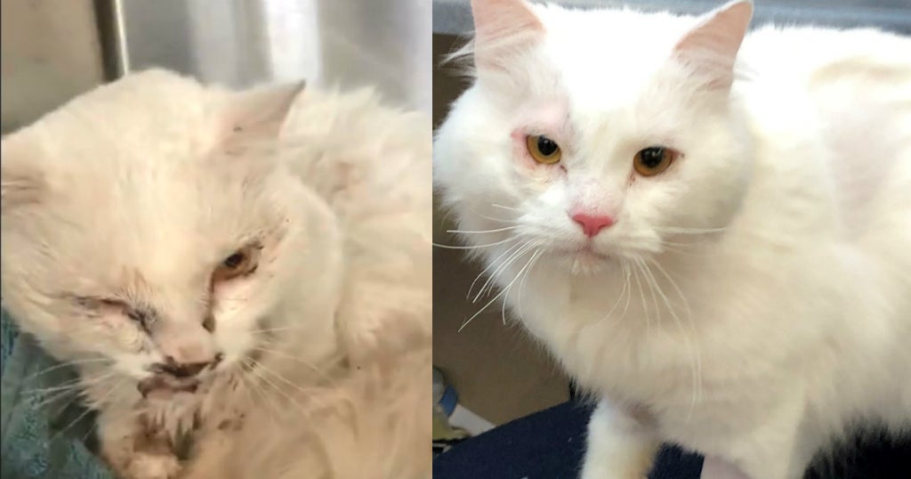 "We Didn't Expect Him To Survive" - Daly City Cat Hit By Car Up For ...