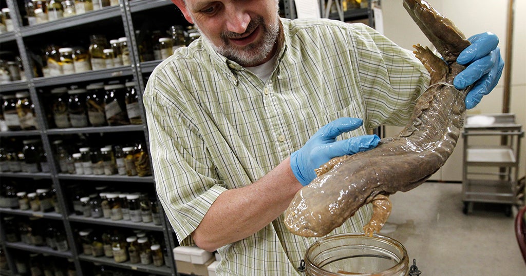 Eastern Hellbender Voted Pennsylvania's Official Amphibian - CBS Pittsburgh