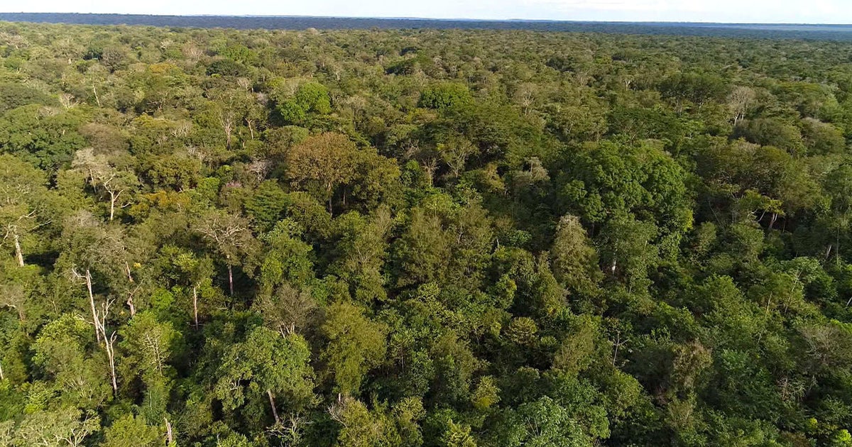 Inside the fight against deforestation in the Amazon rainforest - CBS News