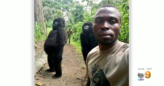 Park Ranger's Gorilla Selfie Goes Viral - CBS Los Angeles