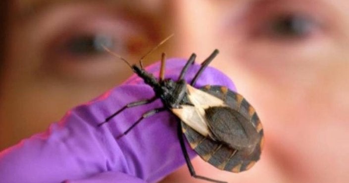 Deadly Kissing Bug Confirmed In Michigan - CBS Detroit