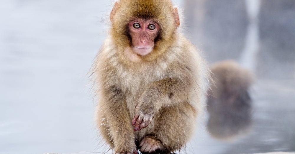 Baby Snow Monkey Born At Detroit Zoo - CBS Detroit