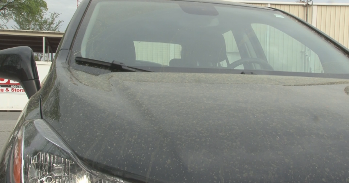 Extreme Pollen Levels Could Be Damaging Your Car, Expert Says - CBS ...
