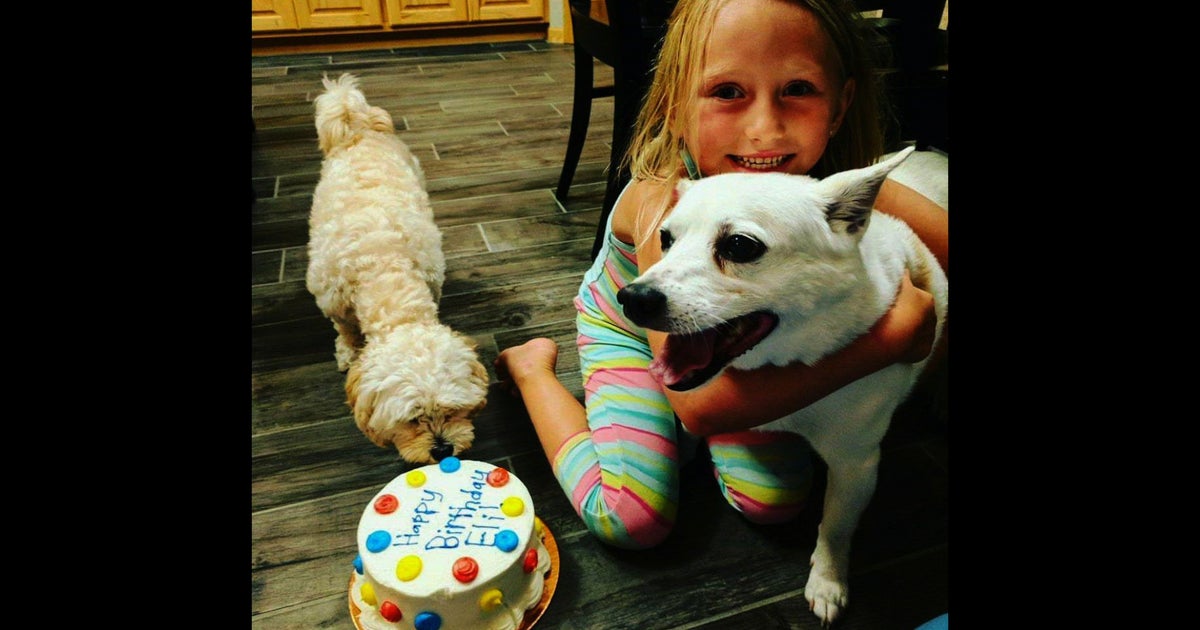 Maple Grove Family's Dog Eli Dies After Being Shot By Pellet Gun - CBS ...