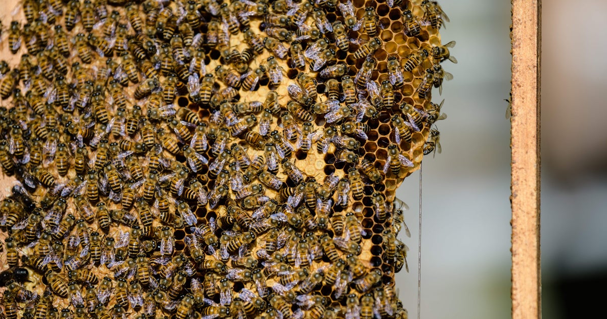 'I Heard It Explode On My Head': Woman Stung More Than 30 Times After ...