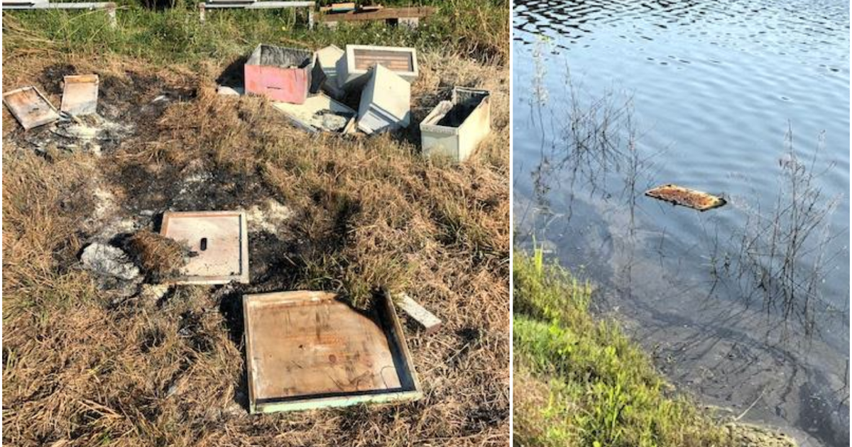 More than 500,000 bees killed when hives set ablaze near Houston - CBS News