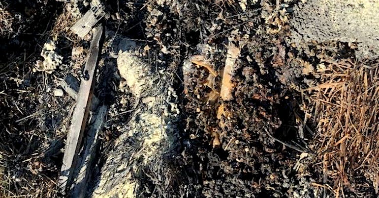 Texas Attack Leaves More Than 500,000 Bees Dead After Hives Set Ablaze ...