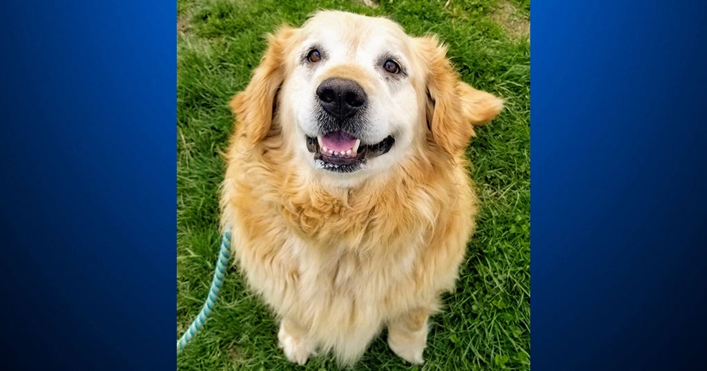 Furry Tails: Erie Shelter Trying To Find Hospice Home For Golden ...