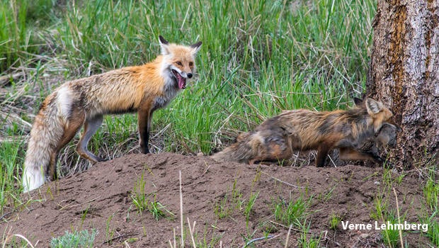 Nature up close: A red fox family in Yellowstone - CBS News