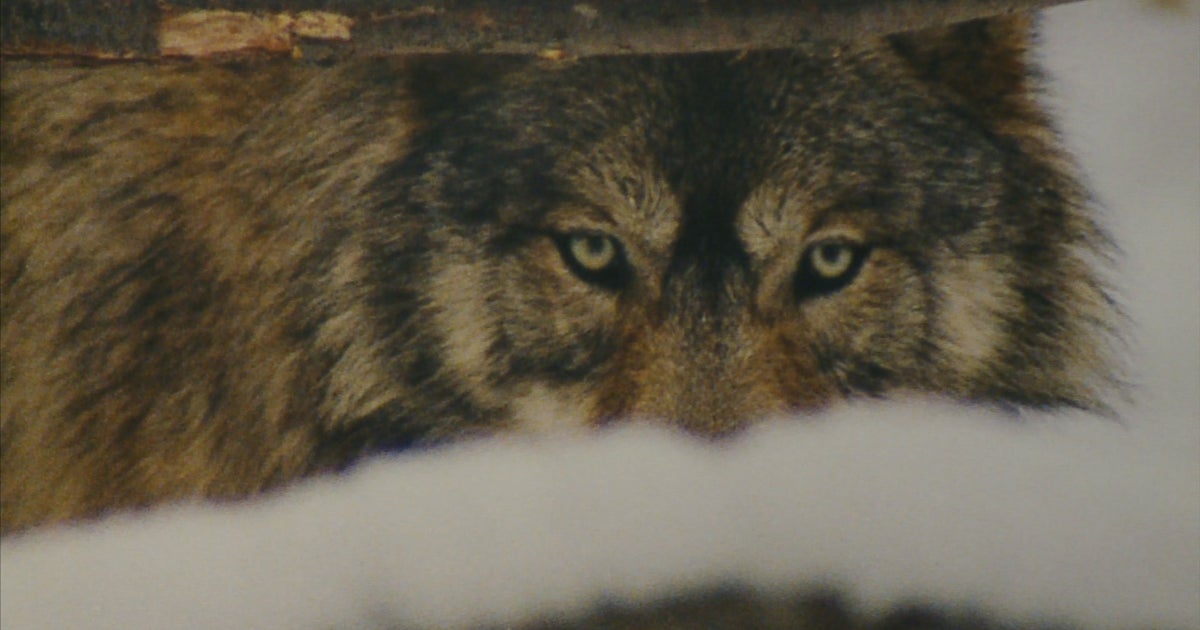 Should Gray Wolves Stay Protected By The Federal Government? - CBS ...