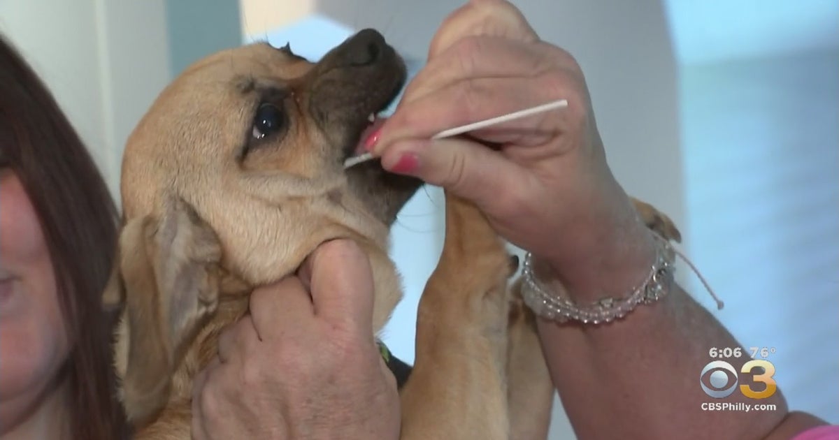 Apartment Complex Swabbing Dogs To Get DNA To Combat Tenants Who Don't ...