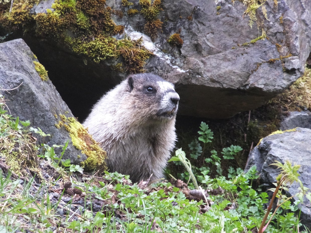 Bubonic plague kills couple in Mongolia after eating raw marmot meat ...