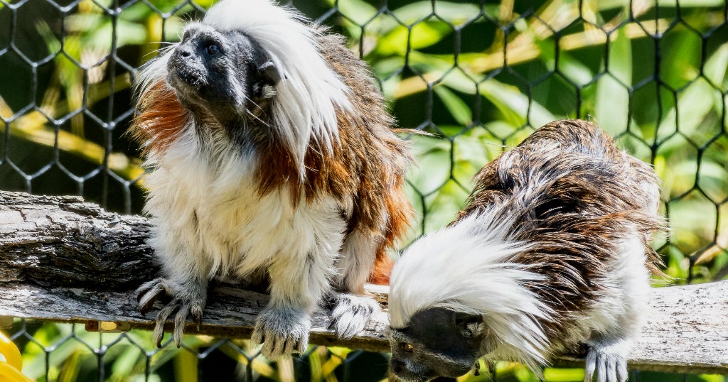 Oakland Zoo Acquires Mate For Resident Female Monkey - CBS San Francisco