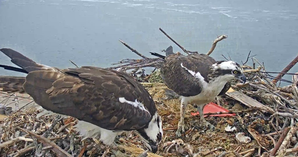 Two Osprey Chicks Hatch In Webcam Nest On Historic Richmond Shipyard ...