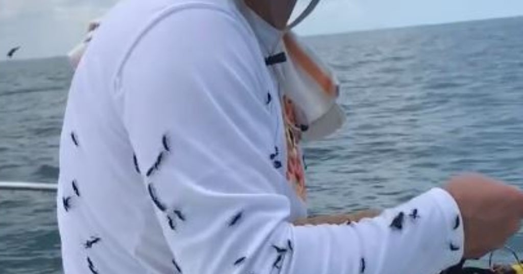 WATCH: Swarm Of Love Bugs Take Over Couple's Fishing Boat - CBS Texas