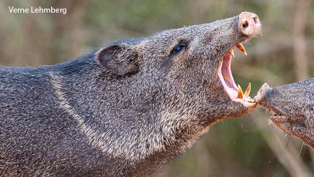 Nature up close: Our javelina scare - CBS News