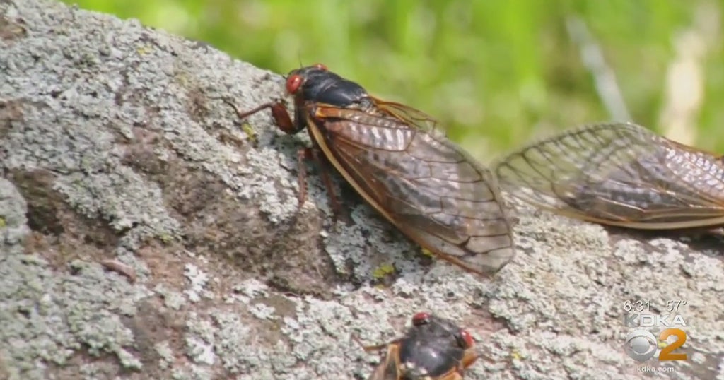 Zombie Cicadas: Researchers Find Magic Mushroom, Bath Salt Compounds As ...