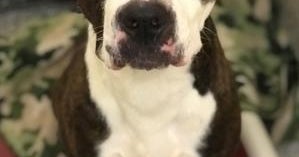 Baltimore County Animal Shelter Offers Free Adoptions To Active ...