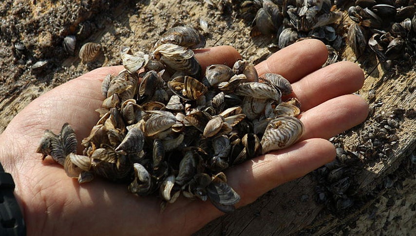 Zebra mussels confirmed in Fish Lake near Maple Grove - CBS Minnesota
