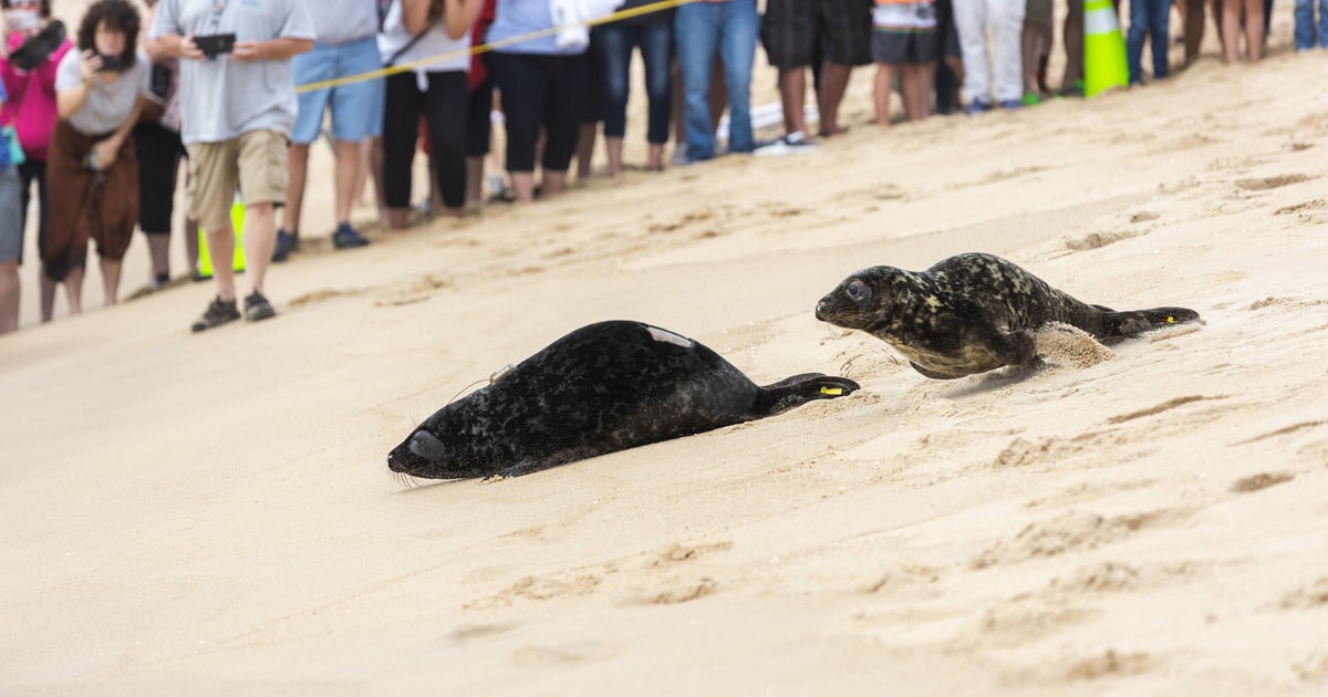National Aquarium Releases Two Rescue Seals, Edwin Hubble & George ...