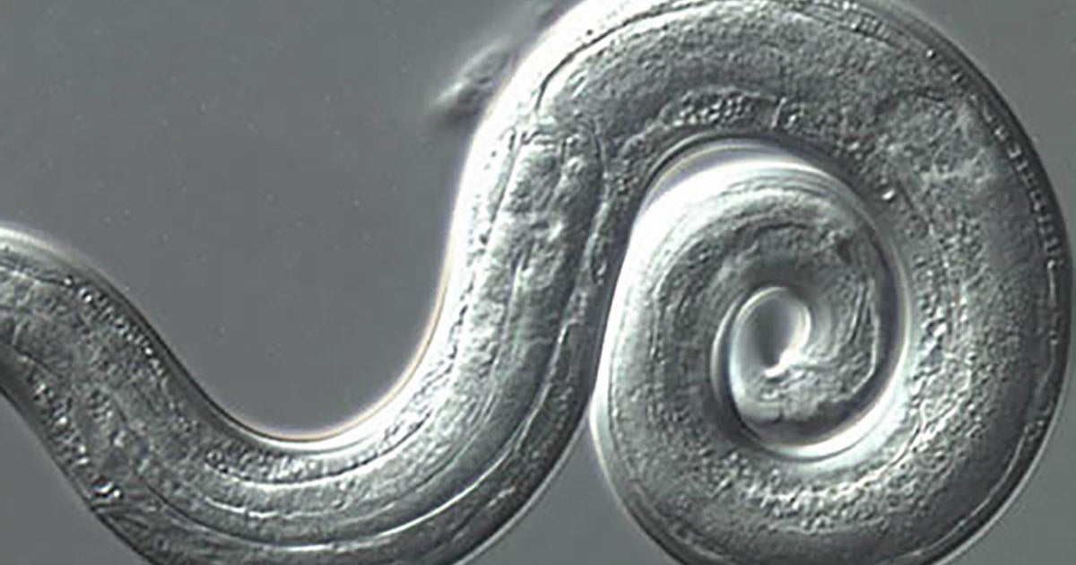Rat lungworm disease: 3 more cases confirmed by Hawaii Health ...