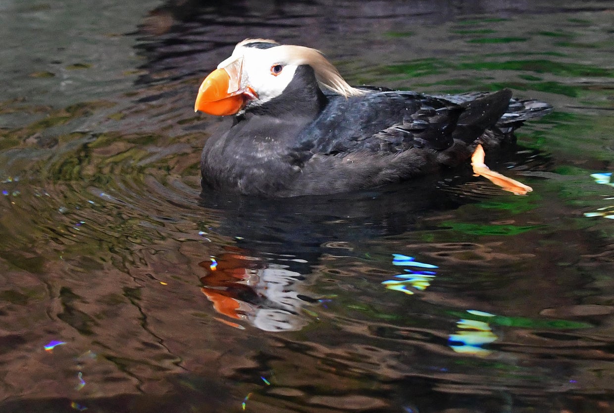 Tufted Puffins: Thousands of puffins have died and scientists see link ...