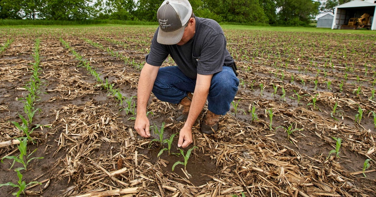 Soggy Fields Leave Midwestern Farmers With Few Good Answers - CBS Chicago