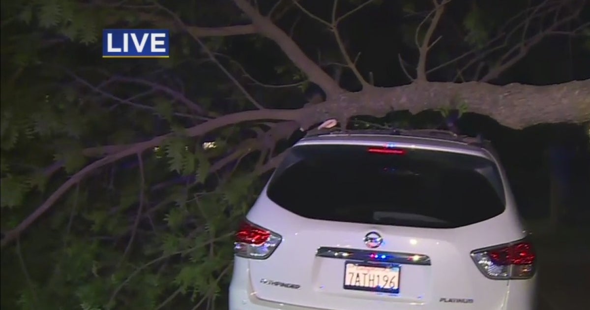Large Tree Branch Falls On Car - CBS Sacramento