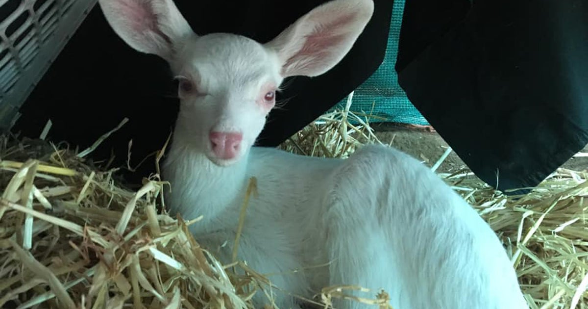 Rare Albino Fawn Rescued From Road In Woodland - CBS Sacramento