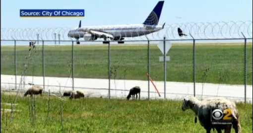 Sheep, Goats, A Donkey Arrive at O'Hare Airport To Help Maintain ...
