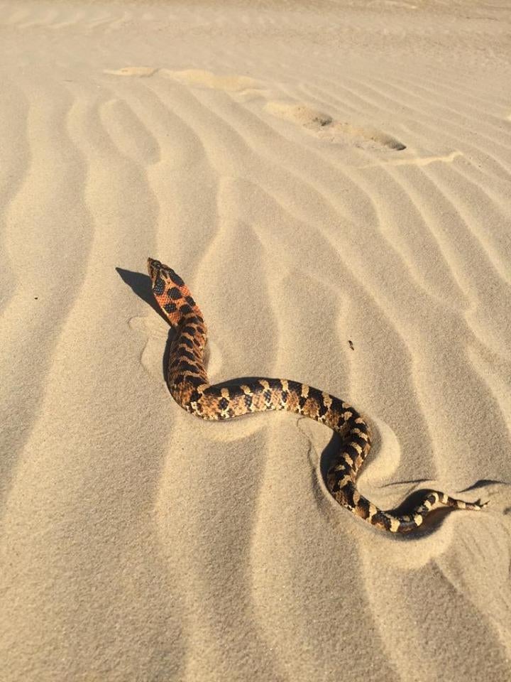 "Zombie snake" found in Eastern U.S. can roll over and play dead - CBS News